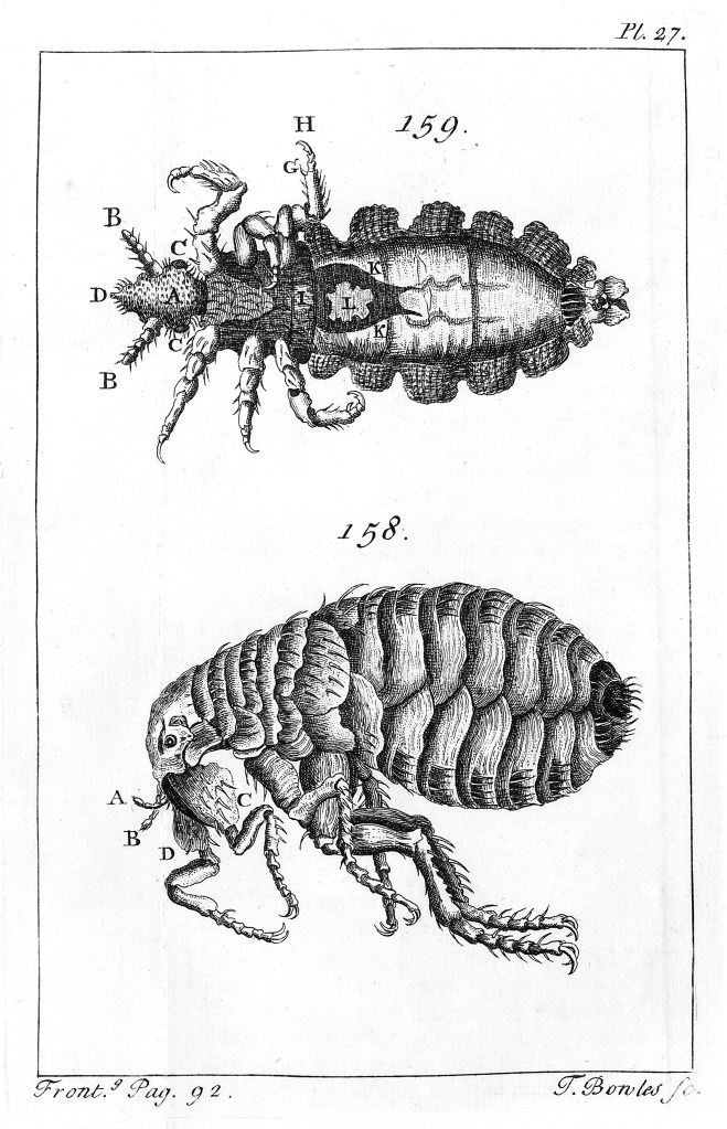 Crawling on Deaf Ears: Seven Ways to Oust an Insect from Your Ear ...