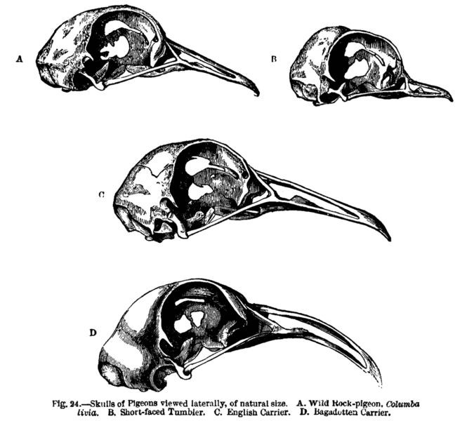 Twelve Days of Christmas: Two Turtle Doves – Boiled! – READING HISTORY