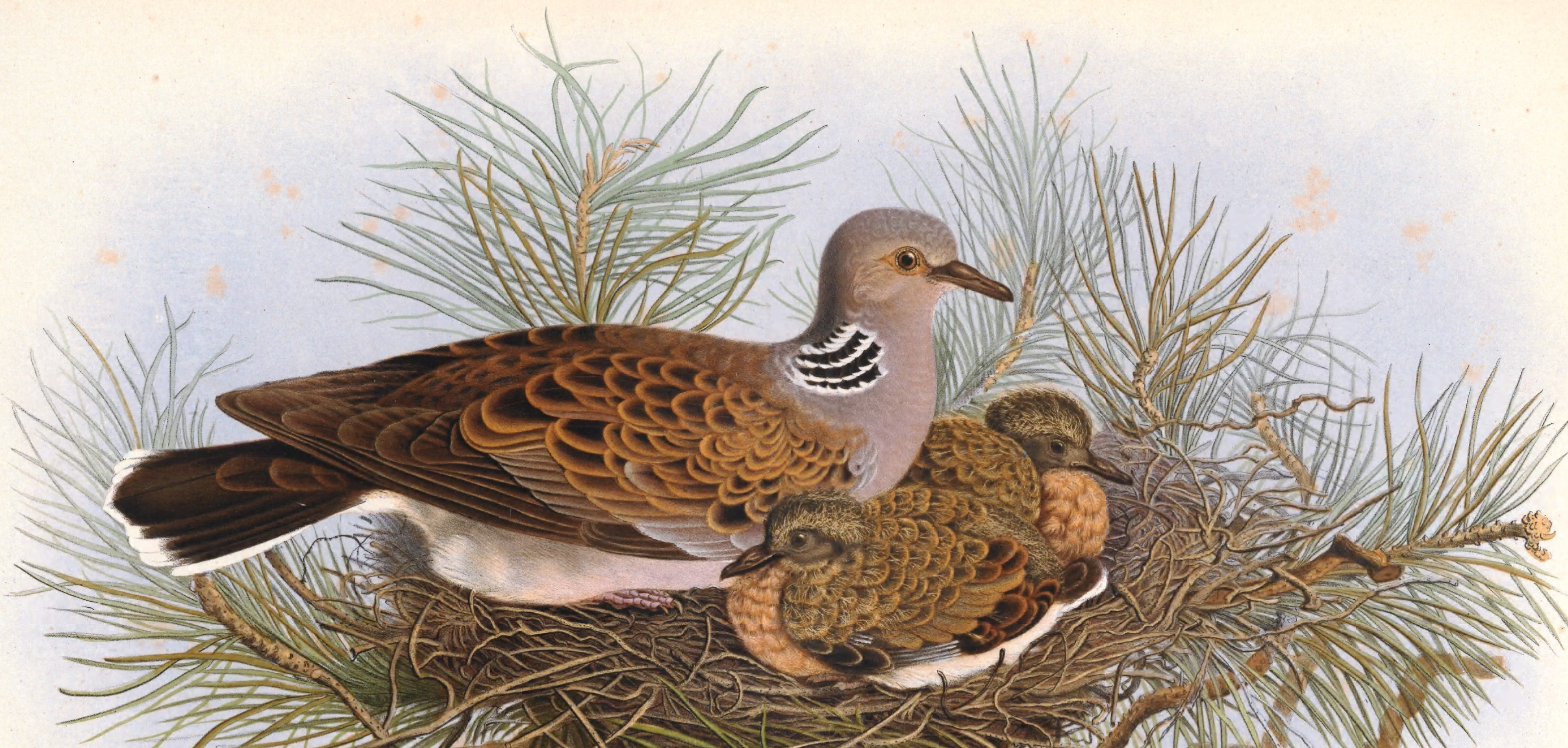 Twelve Days of Christmas: Two Turtle Doves – Boiled! – READING HISTORY